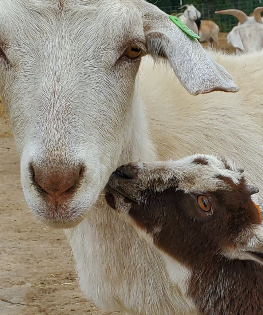 The Dangers of Imprinting - Goat Journal